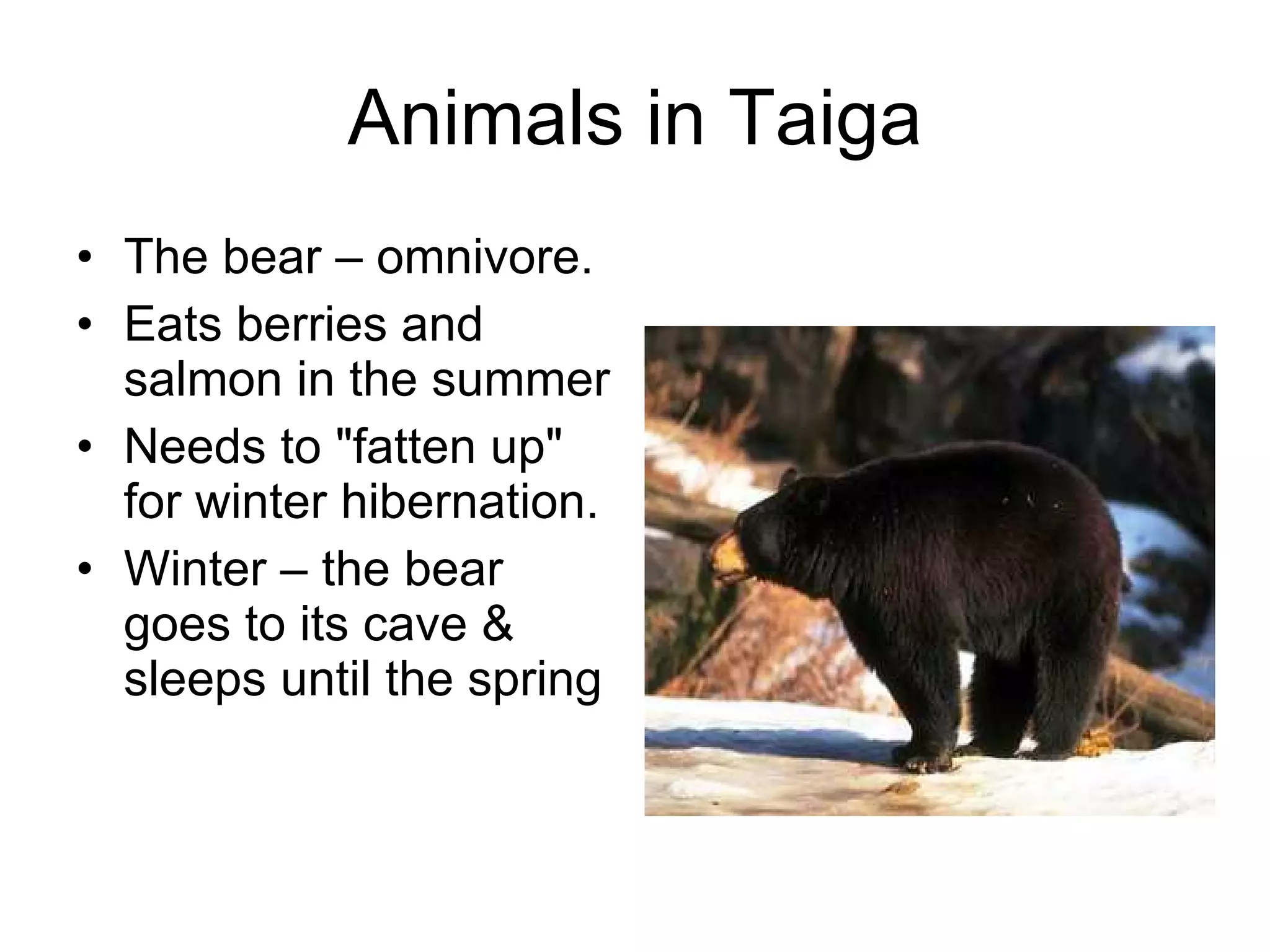 IB Geography - Ecosystems. Biomes - Taiga aka Coniferous forest | PPT