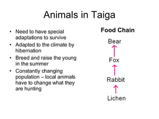 IB Geography - Ecosystems. Biomes - Taiga aka Coniferous forest | PPT