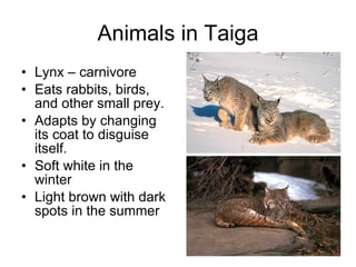 IB Geography - Ecosystems. Biomes - Taiga aka Coniferous forest | PPT