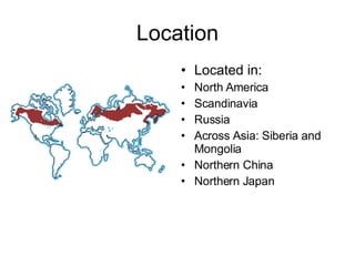 IB Geography - Ecosystems. Biomes - Taiga aka Coniferous forest | PPT