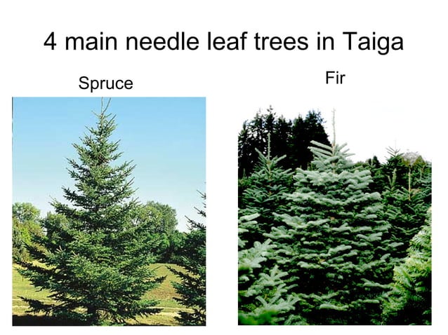 IB Geography - Ecosystems. Biomes - Taiga aka Coniferous forest | PPT ...