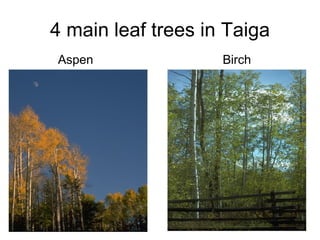 Paper Birch In Taiga