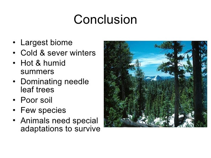 IB Geography - Ecosystems. Biomes - Taiga aka Coniferous forest