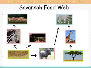 Biome Savannah Presentation | PPT