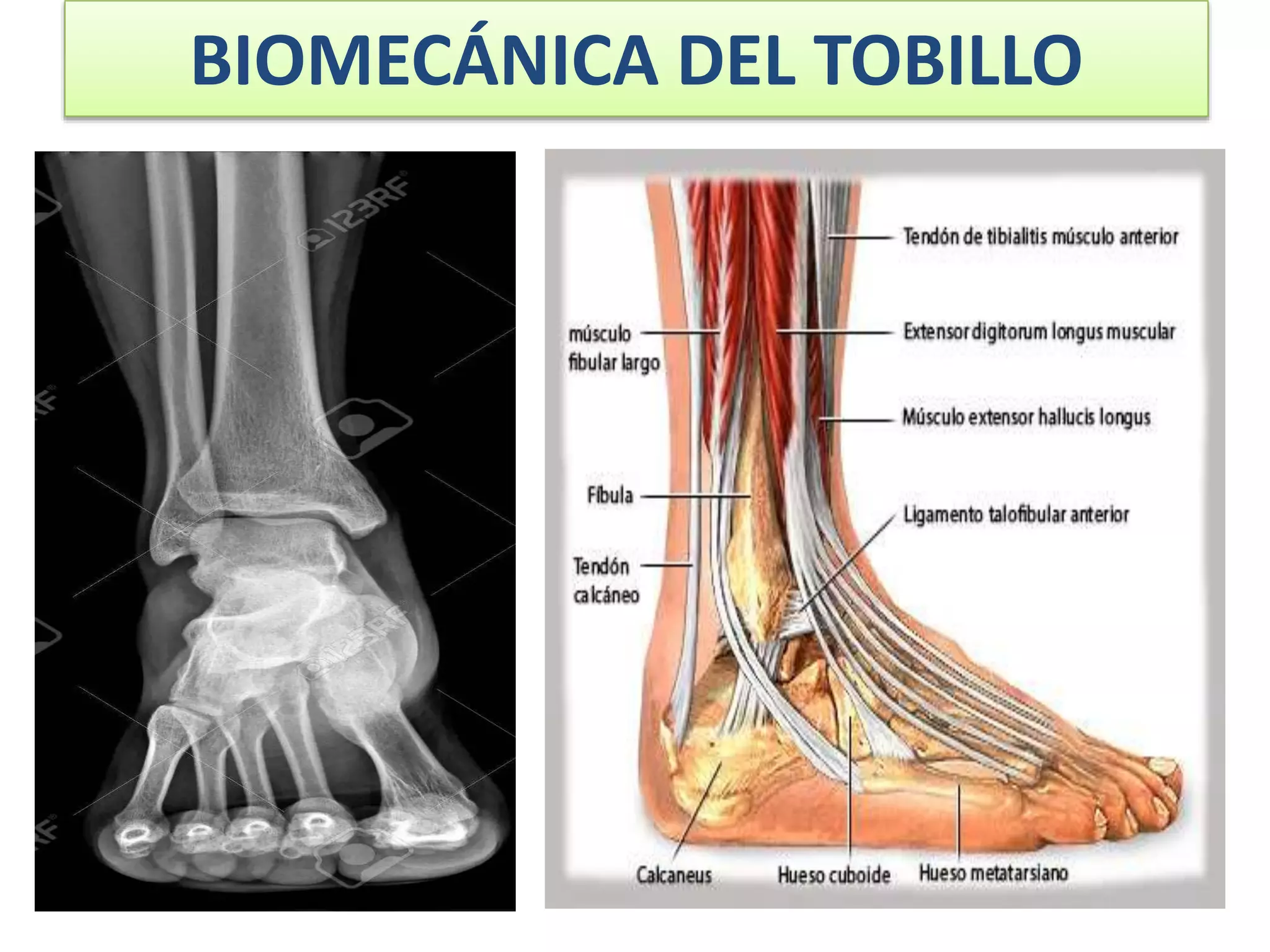 Biomecánica de pie y tobillo | PPTX | Foot Health | Diseases and Conditions
