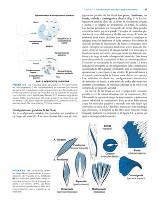 Biomecánica. Bases del movimiento. 4ta edición (1).pdf