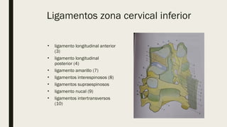 Biomecanica-columna-vertebraldfdfd (2).ppt