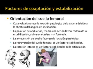 Biomecanica cadera, pruebas funcionales y ortopedicas | PPT