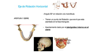 Biomecanica Clase mandibular y maxilar en humanos | PDF