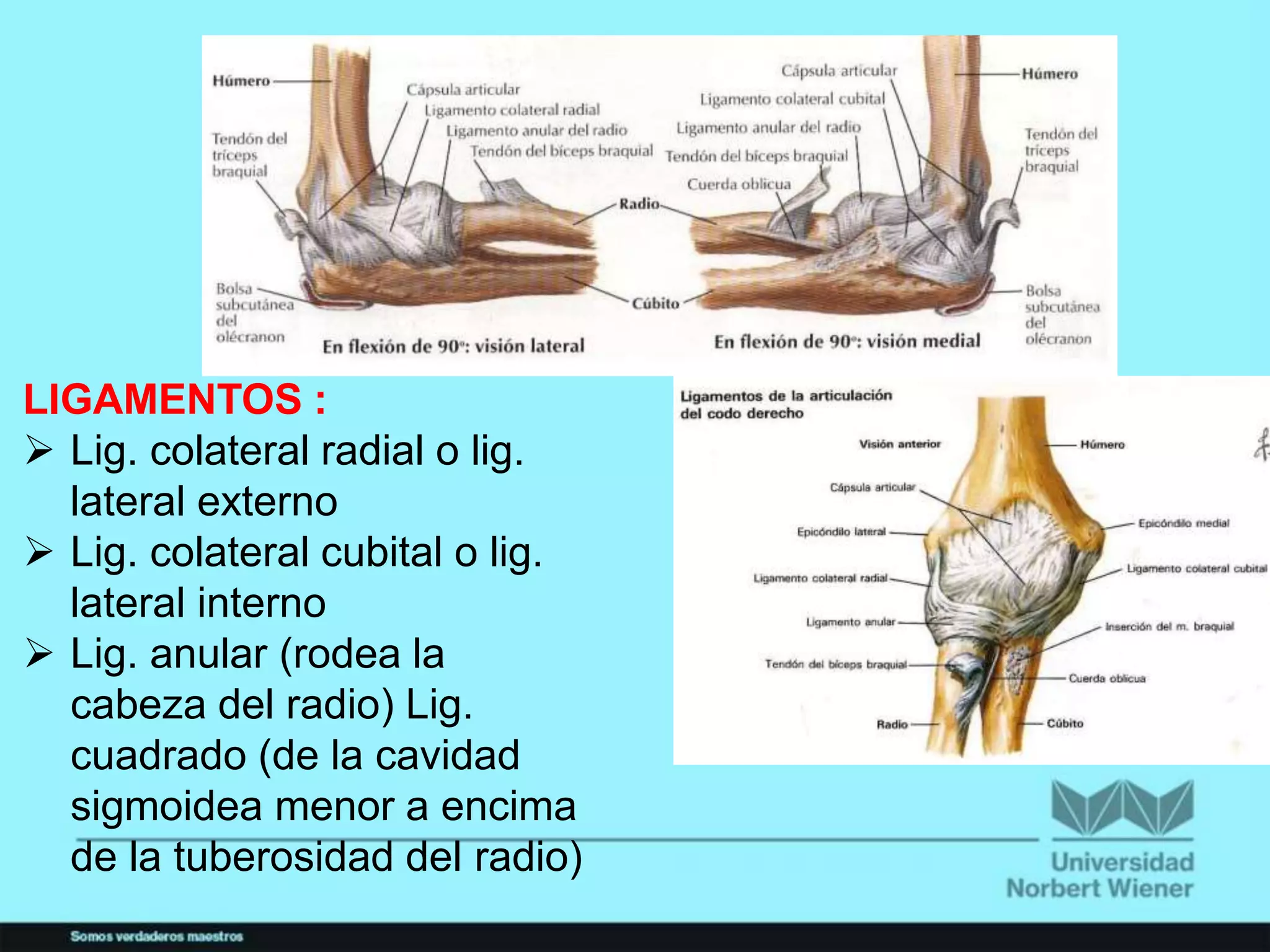 BIOMECANICA_CODO_ANTEBRAZO_converted.pptx