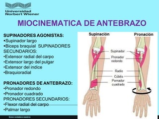 BIOMECANICA_CODO_ANTEBRAZO_converted.pptx