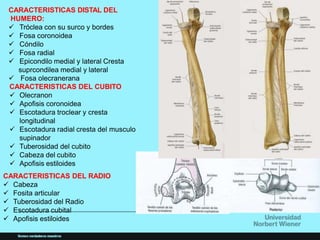 BIOMECANICA_CODO_ANTEBRAZO_converted.pptx