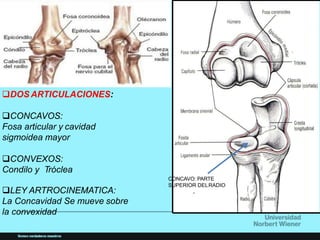 BIOMECANICA_CODO_ANTEBRAZO_converted.pptx