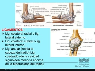 BIOMECANICA_CODO_ANTEBRAZO_converted.pptx