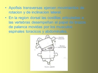 Biomecanica columna vertebral | PDF