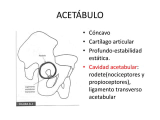Biomecanica_de_cadera.pptx