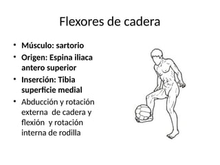 biomecanica de la cadera rangos de movilidad | PPTX