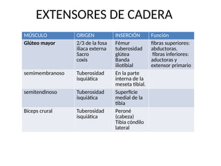 biomecanica de la cadera rangos de movilidad | PPTX