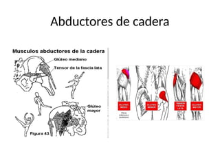 biomecanica de la cadera rangos de movilidad | PPTX