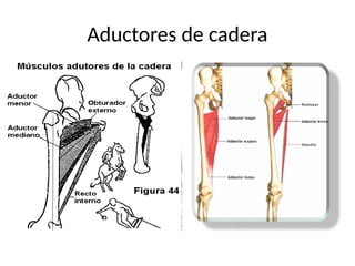 biomecanica de la cadera rangos de movilidad | PPTX