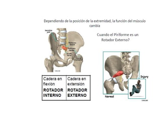 biomecanica de la cadera rangos de movilidad | PPTX
