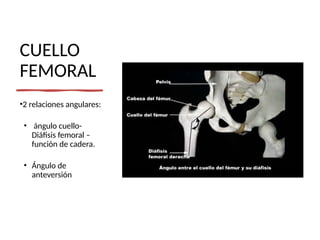 biomecanica de cadera, artrocinematica y movilidad | PPTX