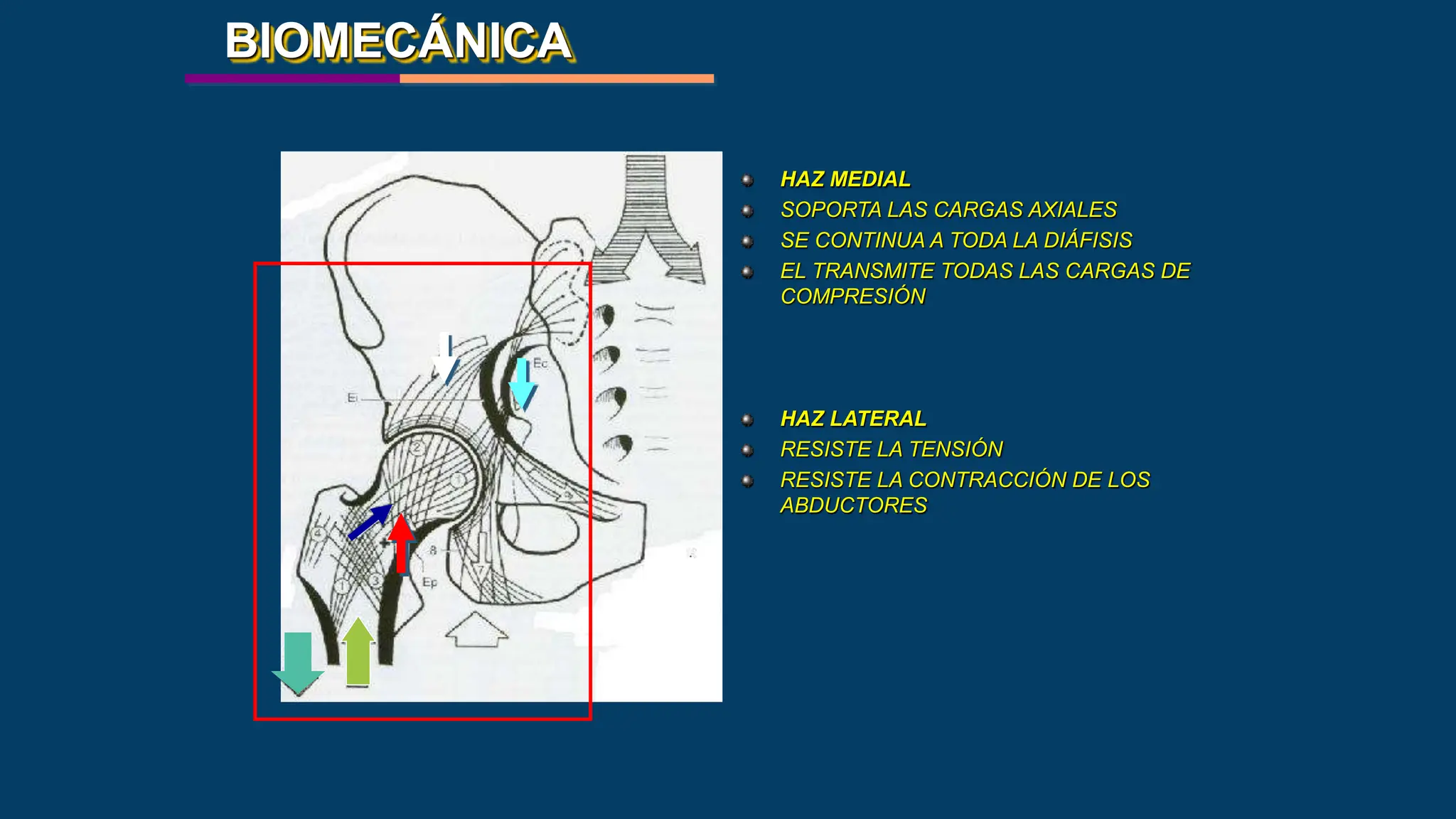 BIOMECANICA de cadera y pelvis lyneth_065207.pptx