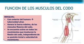 LA BIOMECANICA DE CODO Y SU ESTUDIO.pptx
