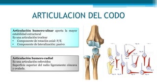 LA BIOMECANICA DE CODO Y SU ESTUDIO.pptx