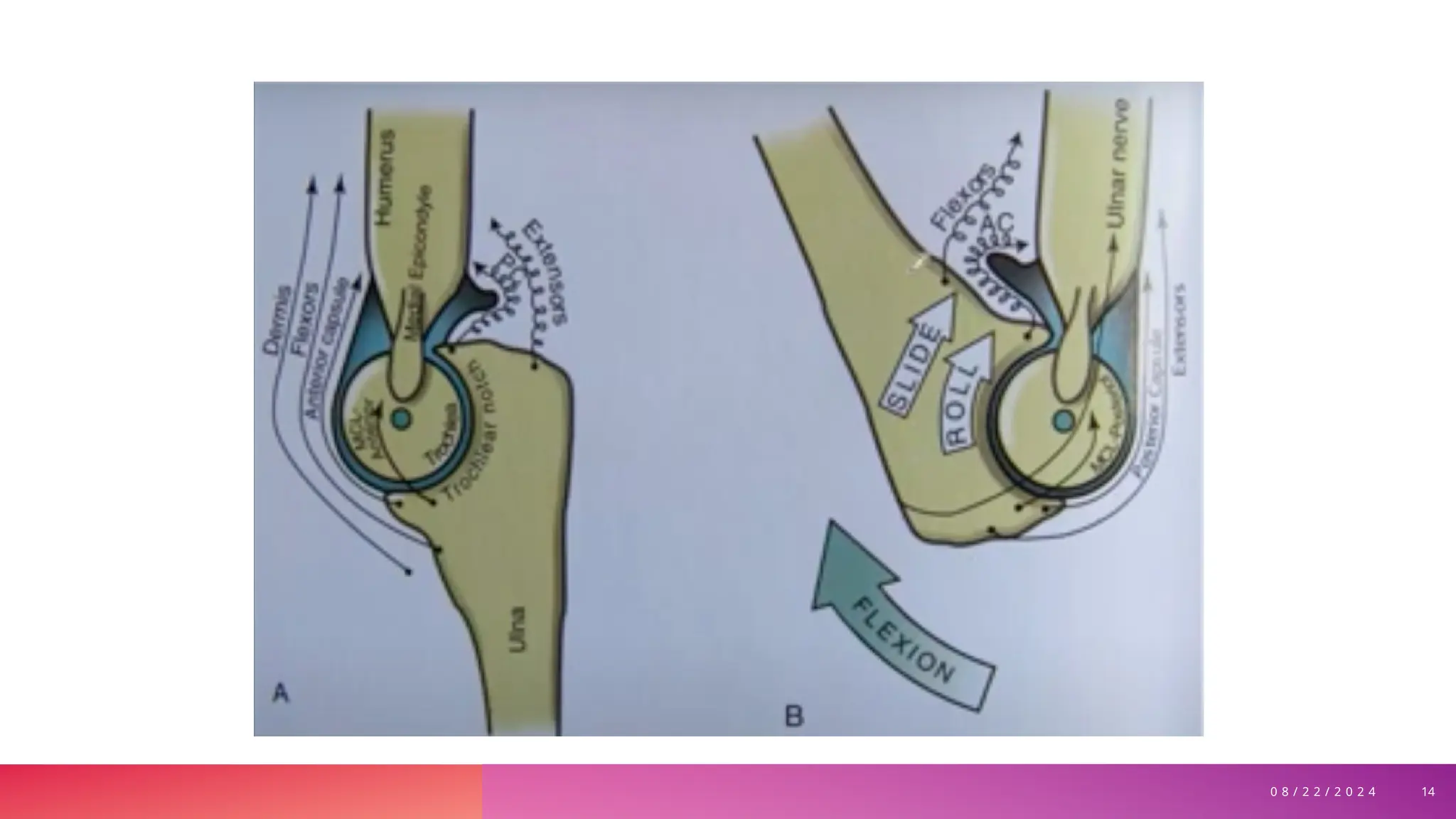 biomecanica de codo. medicina en salpptx | PPT