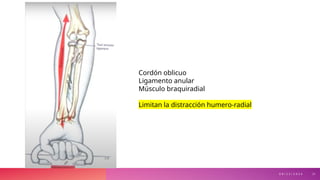 biomecanica de codo. medicina en salpptx | PPTX