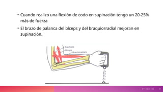 biomecanica de codo. medicina en salpptx | PPTX