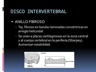 Biomecanica de columna | PPT