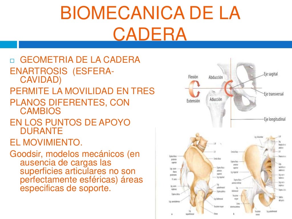 Biomecanica de la cadera