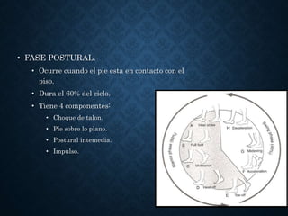 BIOMECANICA DE LA CADERA.pptx