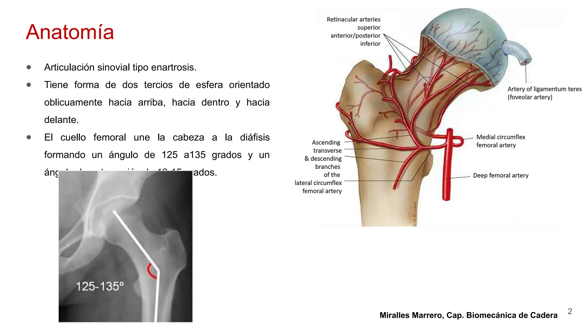 Biomecánica de la cadera para enfoque clinico | PPTX