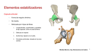 Biomecánica de la cadera para enfoque clinico | PPTX