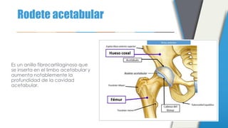 Biomecanica de la cadera_mmt.pdf........ | PPT