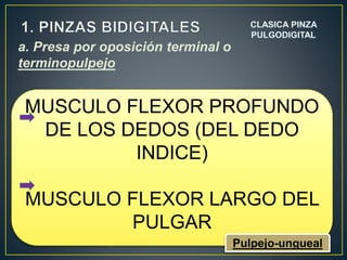 Biomecanica de la prension | PPTX
