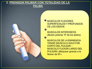 Biomecanica de la prension | PPTX