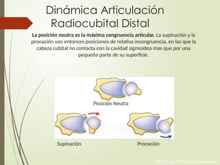 Biomecanica de la pronosupinacion.pptxds | PPTX