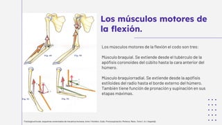 Biomecánica del codo y componentes adyacentes | PDF