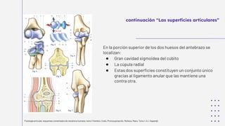 Biomecánica del codo y componentes adyacentes | PDF