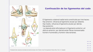 Biomecánica del codo y componentes adyacentes | PDF