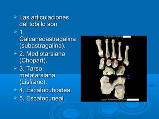 Biomecanica del pie | PPT