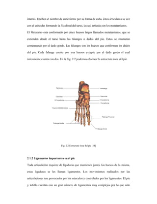 Biomecánica del pie en formato pdf para estudiarr | PDF
