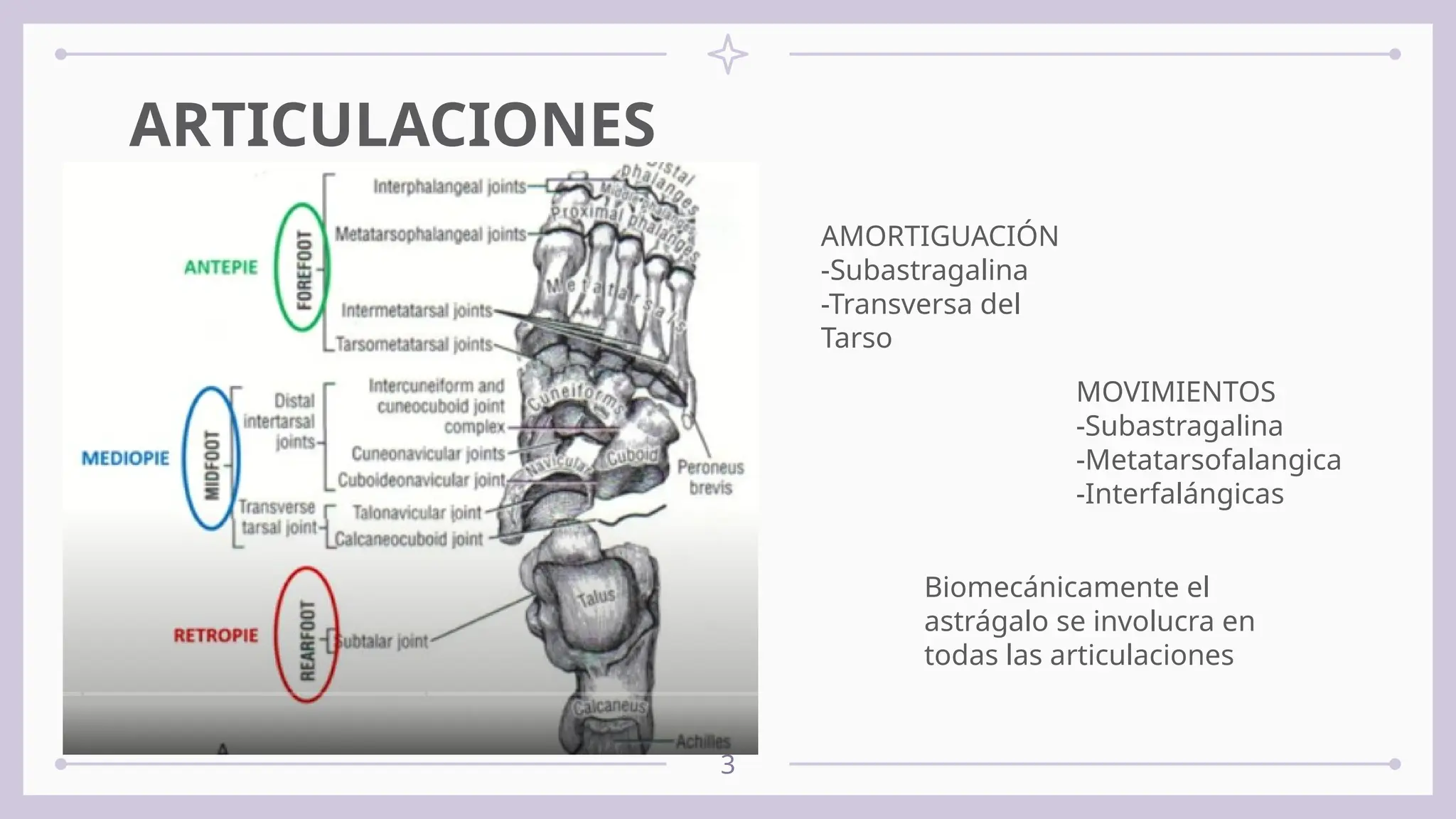 Biomecanica del Pie y mecanismo de Windlass.pptx