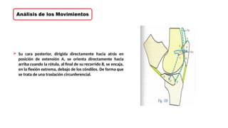 Biomecanica del rodilla parte nro II.pptx