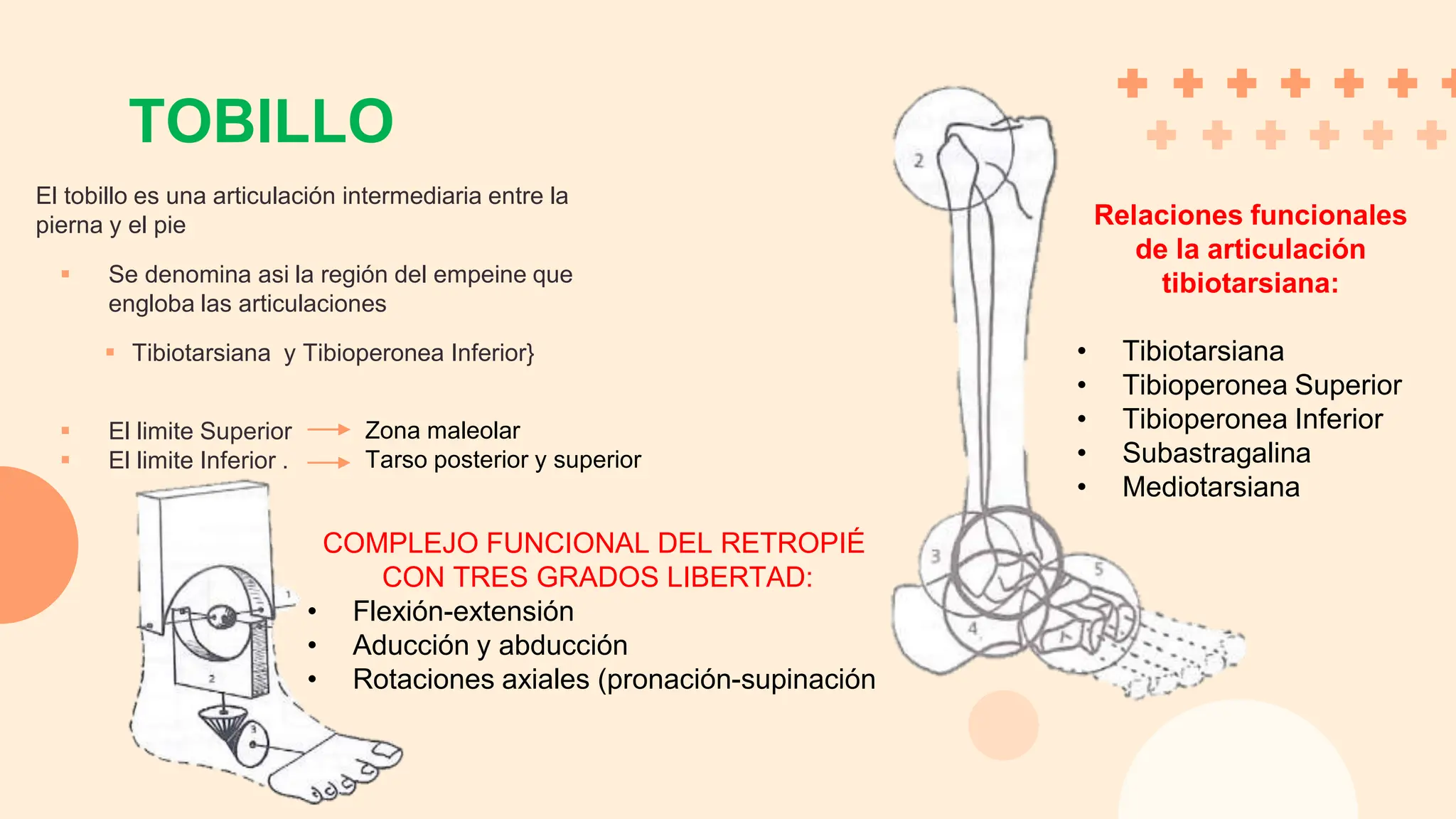 BIOMECANICA DEL TOBILLO-Terapista ocupacional.pptx