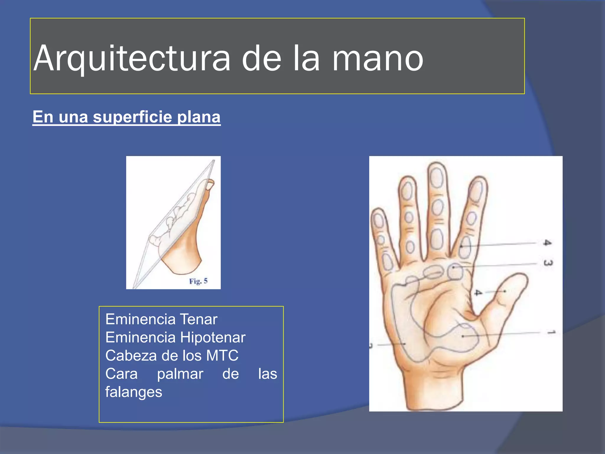 Biomecanica de mano | PDF